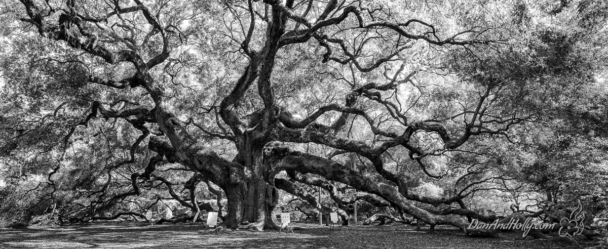 Charleston’s Angel Oak Tree | danandholly.com