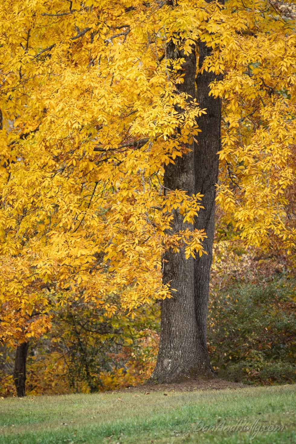 In Celebration of Trees - danandholly.com