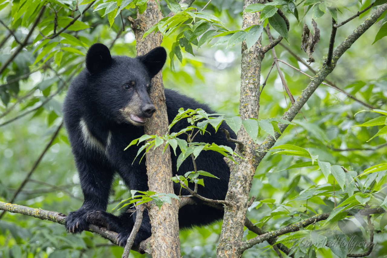 Black Bears in Minnesota - danandholly.com